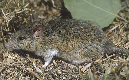 Infection Landscapes: Lymphatic Filariasis