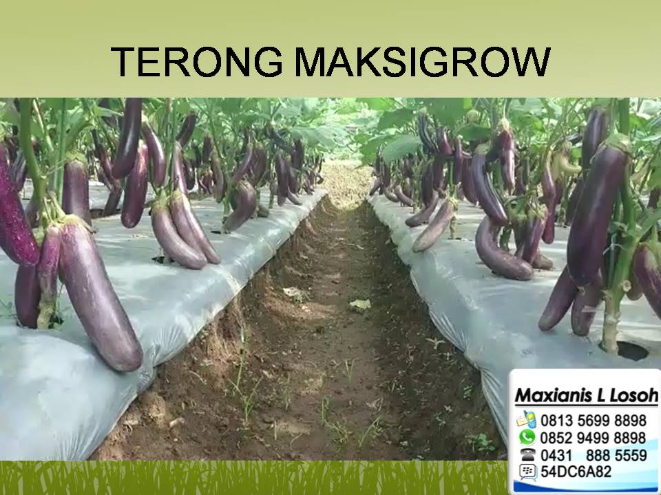 MaxiGrow Plus: Cara Cerdas Memanfaatkan Limbah Kolam Ikan untuk ...