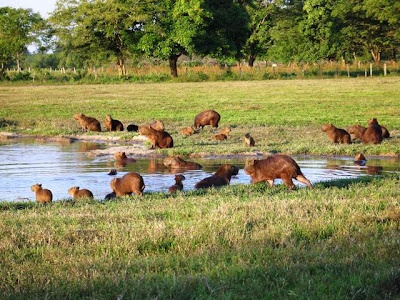 Fauna de Nuestro Estado Apure: Chigüire