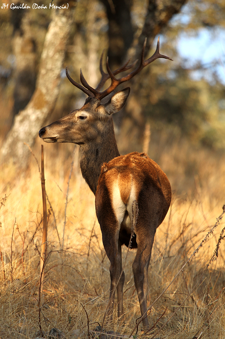 Fotografía de Naturaleza - JM Gavilán: El Ciervo común o Venado (Cervus ...