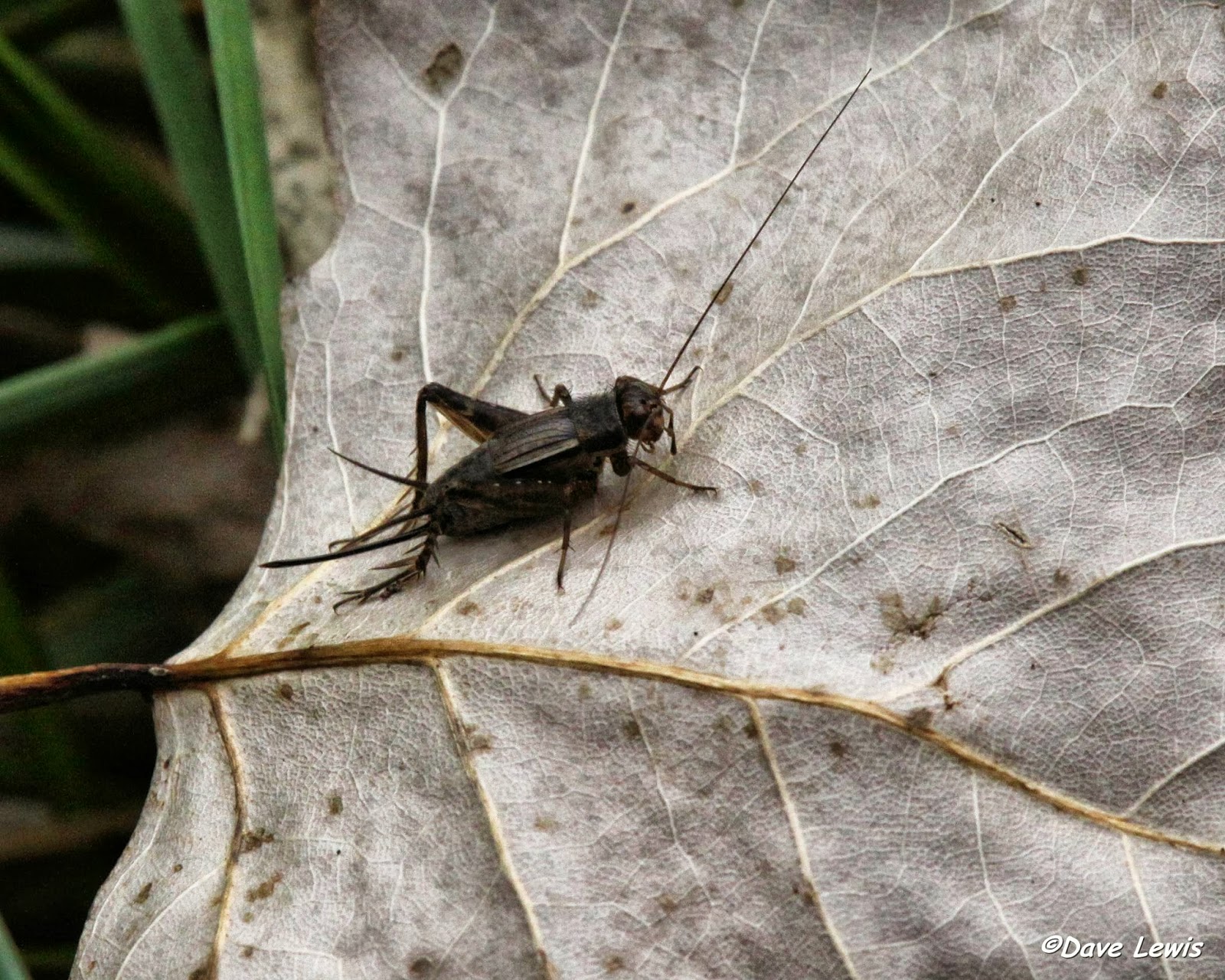 Birds from Behind : ...they're back...
