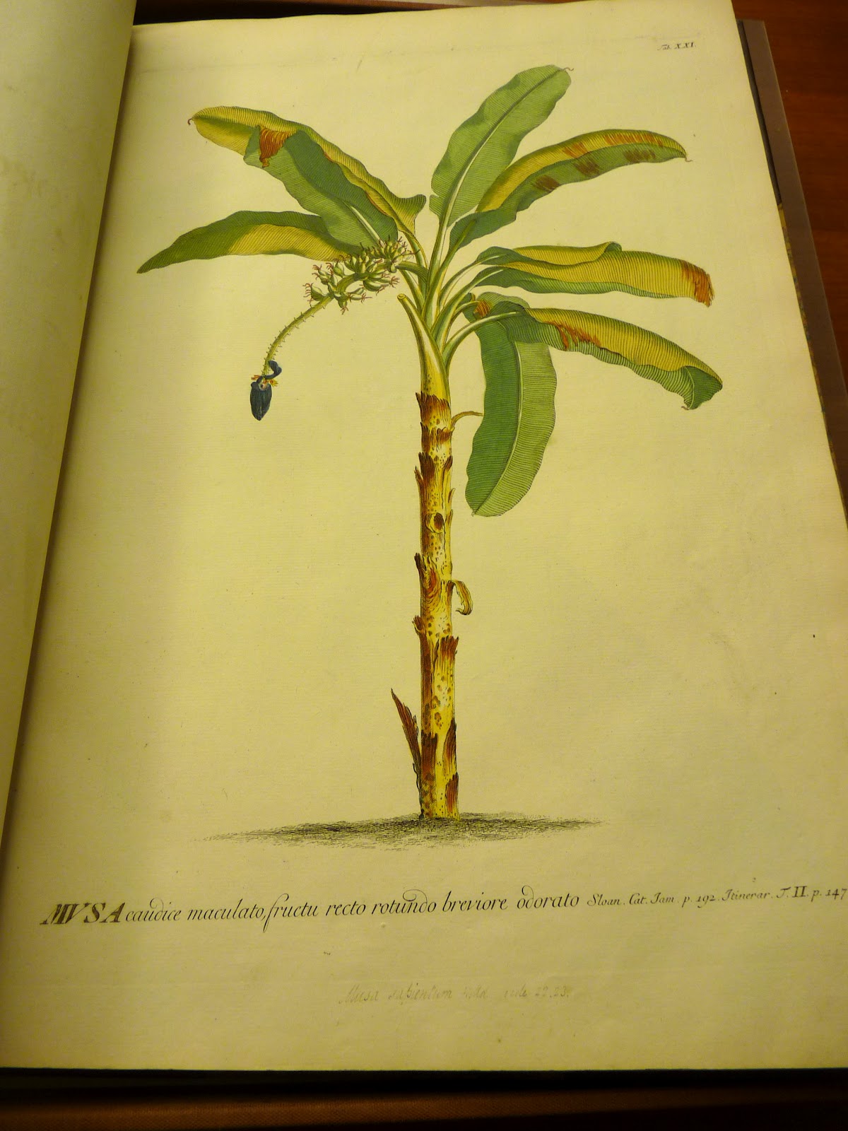 Discovering Botanical Art: Botanical Art From the 1700s and Onward, a ...