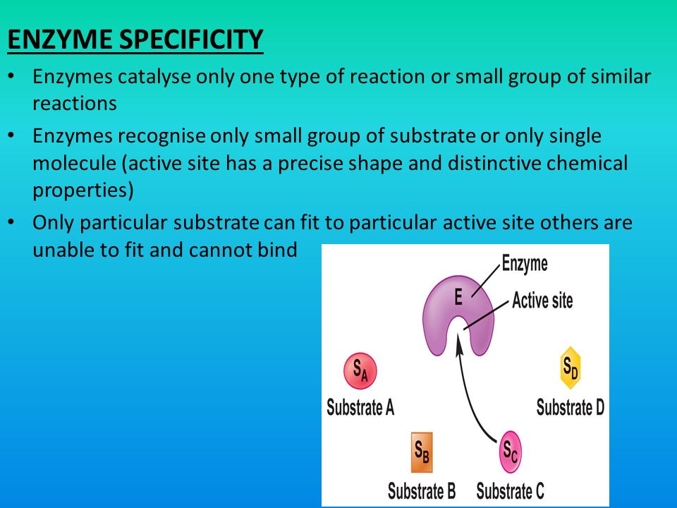 Grade 11: Chapter 4 - ENZYMES