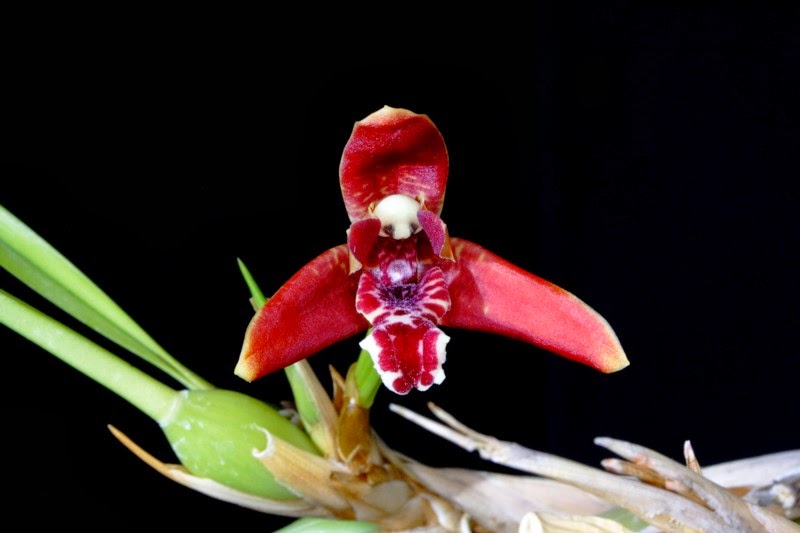 Aquarien und Orchideen : Orchideen 2