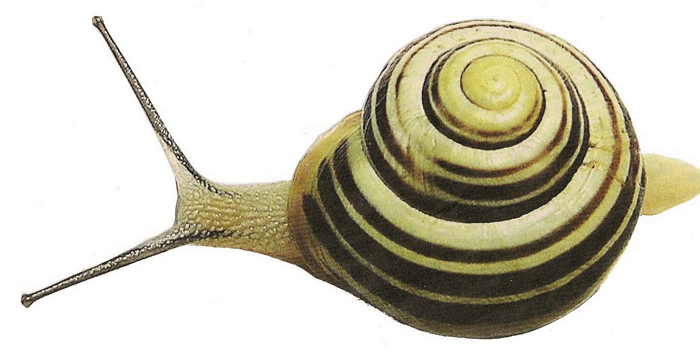 Espirais na Natureza [Imagens] | Prof. Edigley Alexandre - O blog para ...