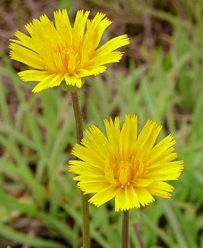 Papadia in mancare, ceaiuri si remedii naturiste - diane.ro