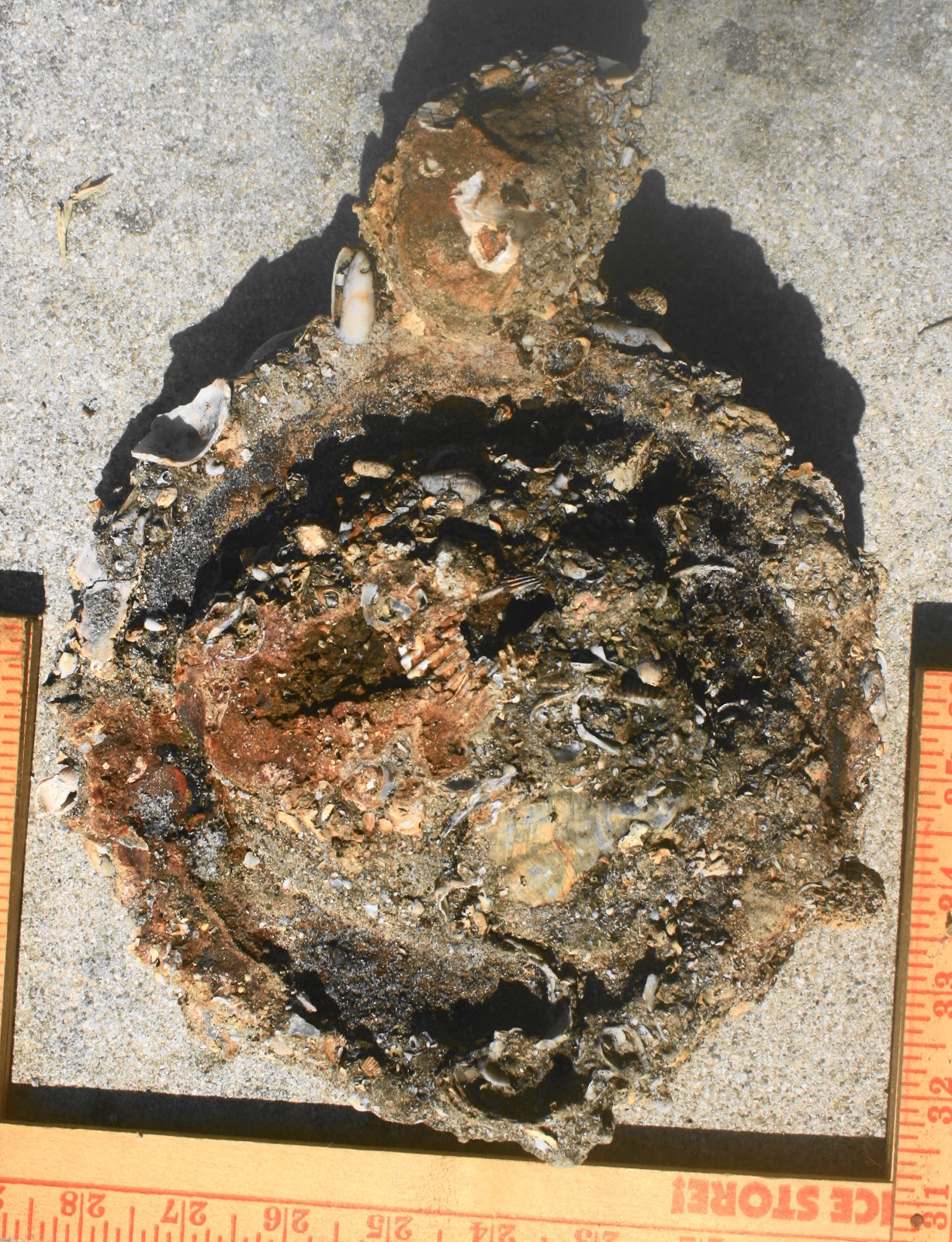 The Treasure Beaches Report Direct From Florida's Treasure Coast.: 2/19 ...