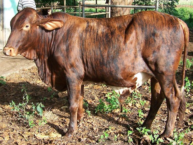 Makitosha Farm: "Magic 50" Bull No. 323
