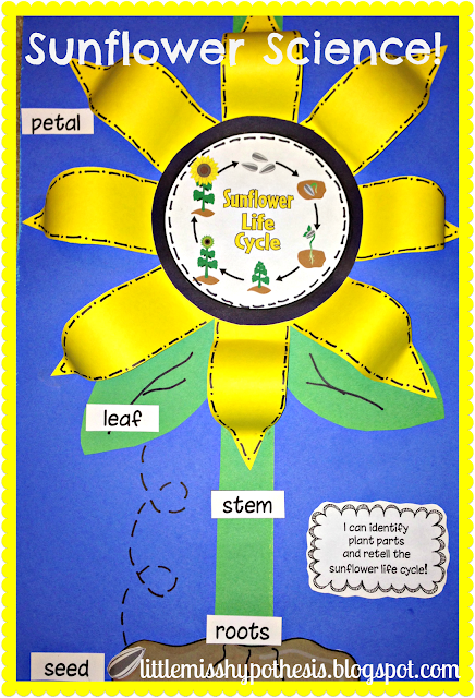 Little Miss Hypothesis - Lessons from the Science Lab: Sunny Sunflowers!
