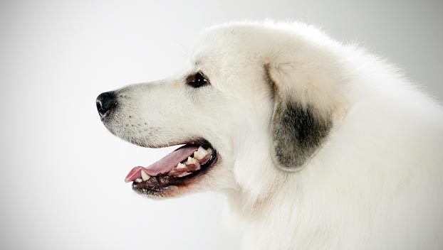 Colorado Great Pyrenees Rescue Community: Huh? Dogs and Ears