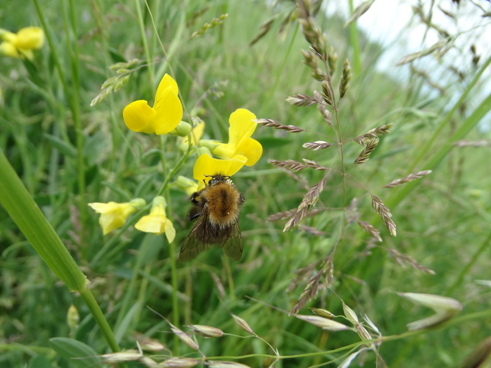 oog voor de natuur: Akkerhommel (Bombus pascuorum) op gewone rolklaver ...