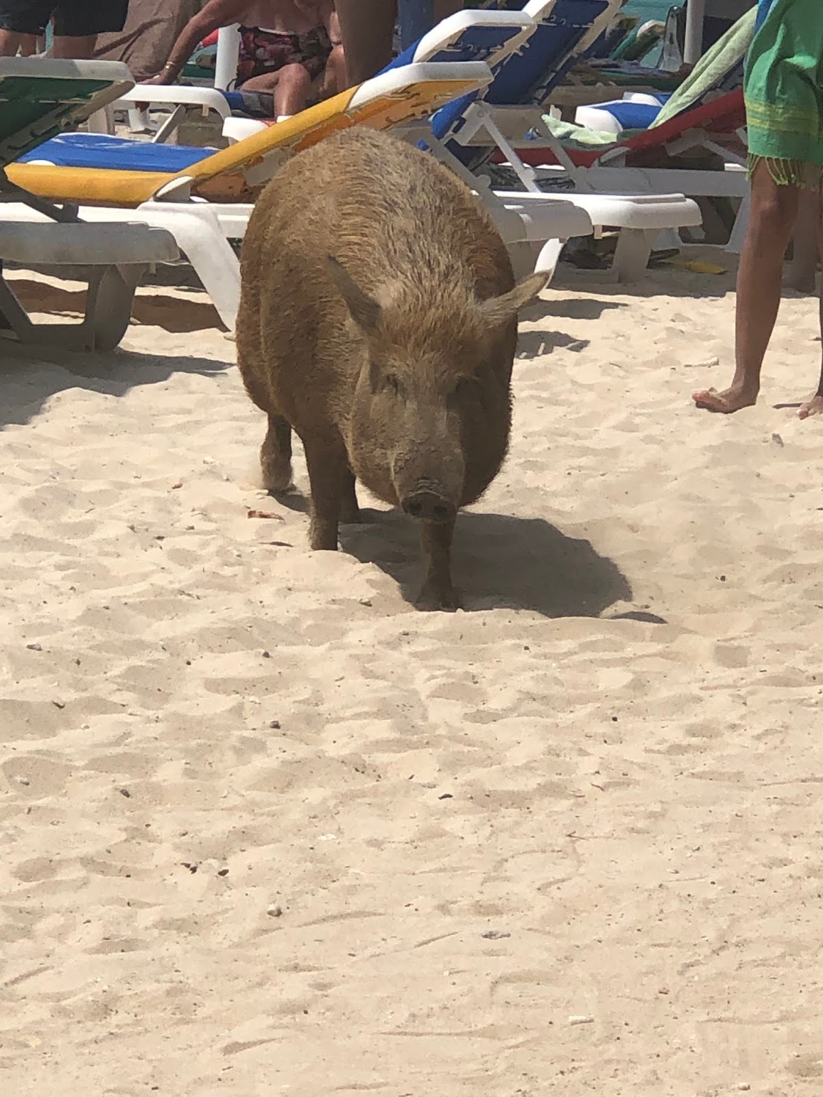 Curaçao day 5, these pigs aren't wild!