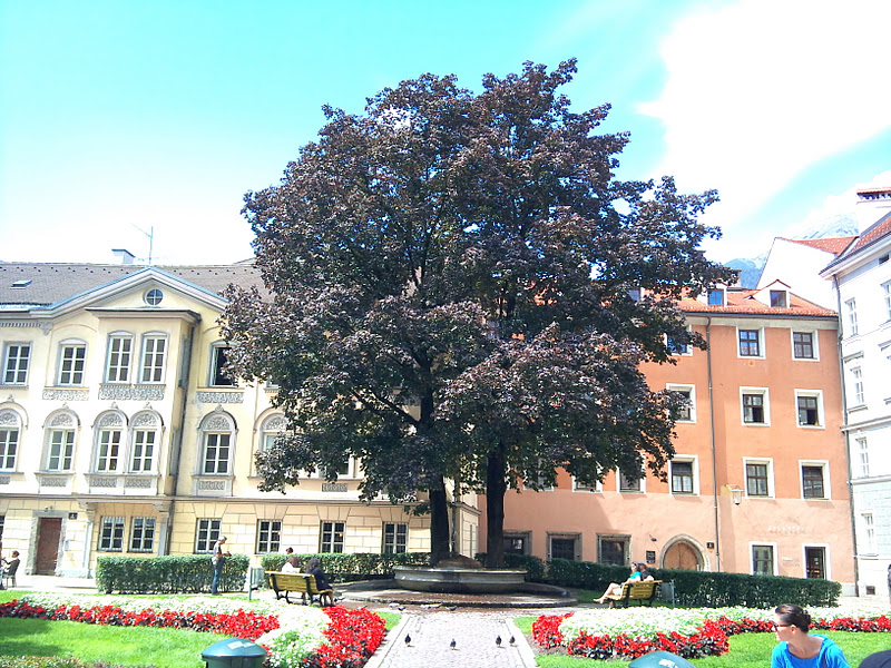 Árboles con alma: Arce Real. Erable. (Acer platanoides) Árboles con alma: Arce Real. Erable. (Acer platanoides)