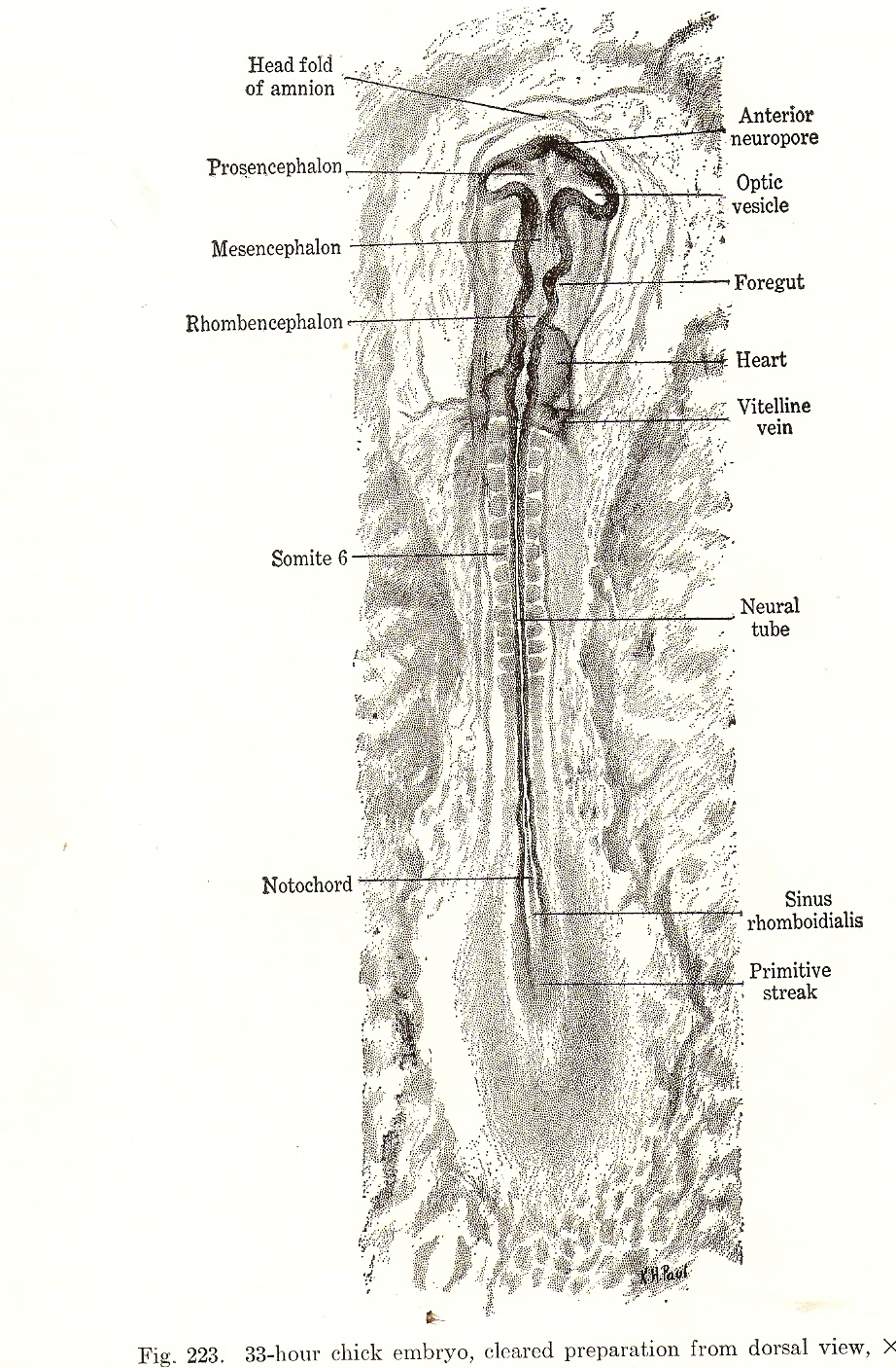 PEMBENTUKAN ORGAN TUBUH (ORGANOGENESIS) ~ Embryology of Aves