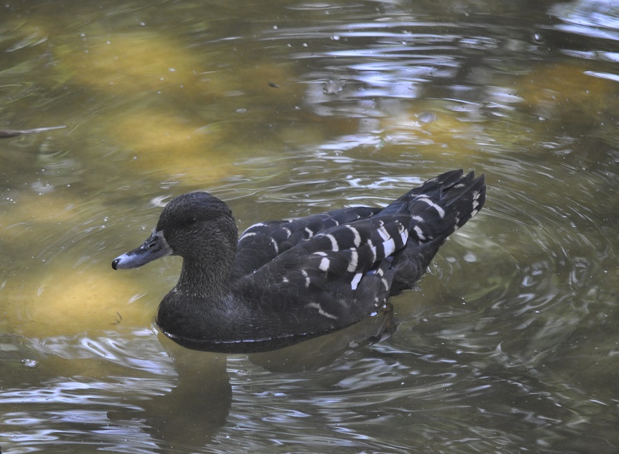 ZOOTOGRAFIANDO (6.100 ANIMALS): PATO NEGRO AFRICANO / AFRICAN BLACK ...