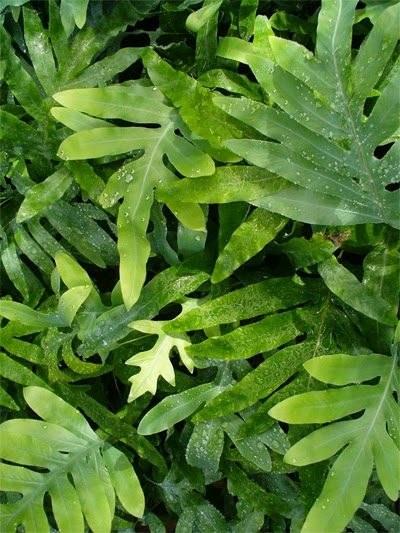 A Visit to Longwood Gardens – Plant Something Oregon