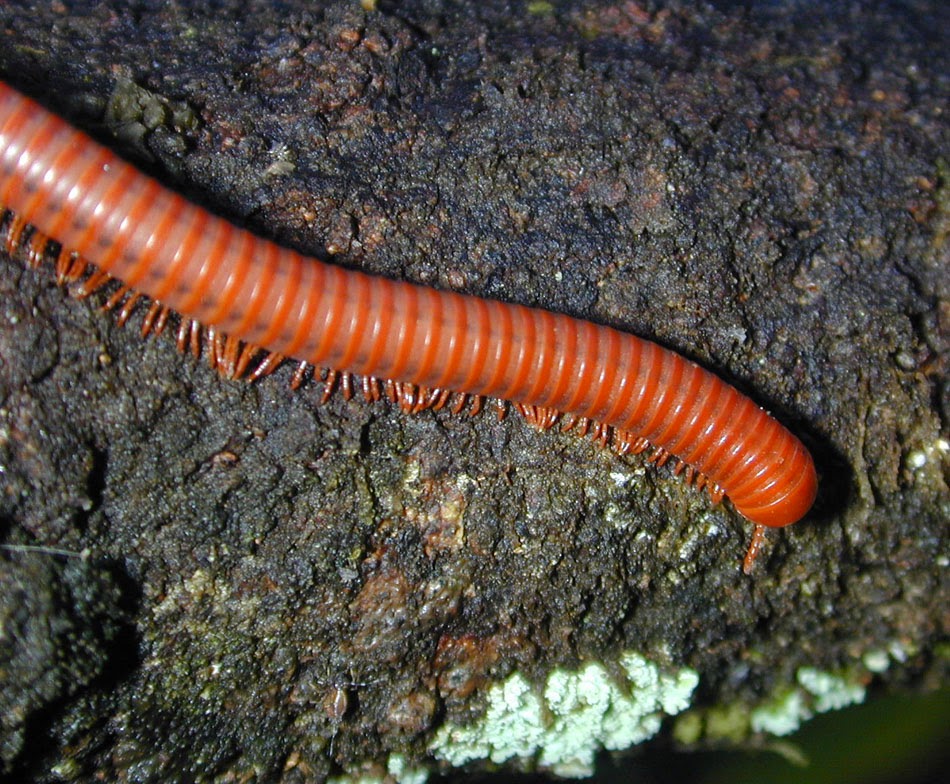 Seed to Feed Me: WHAT IS THE DIFFERENCE BETWEEN A MILLIPEDE AND A ...