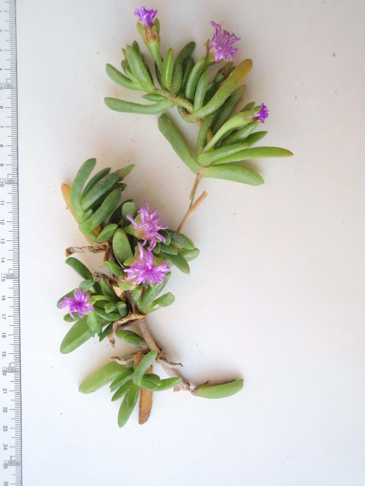 HERBARIO VIRTUAL DE BANYERES DE MARIOLA Y ALICANTE: Disphyma ...