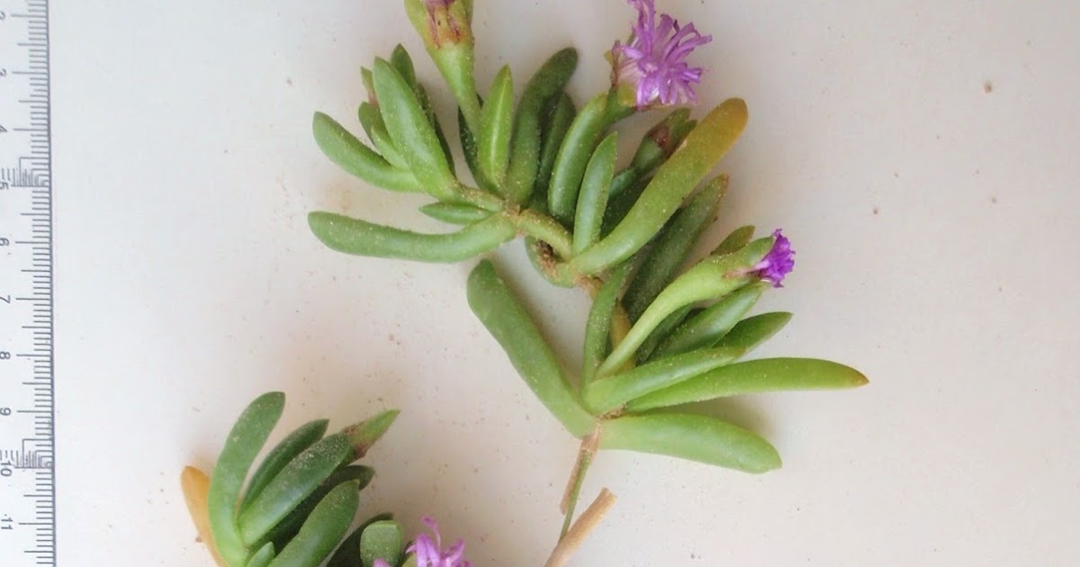 HERBARIO VIRTUAL DE BANYERES DE MARIOLA Y ALICANTE: Disphyma ...