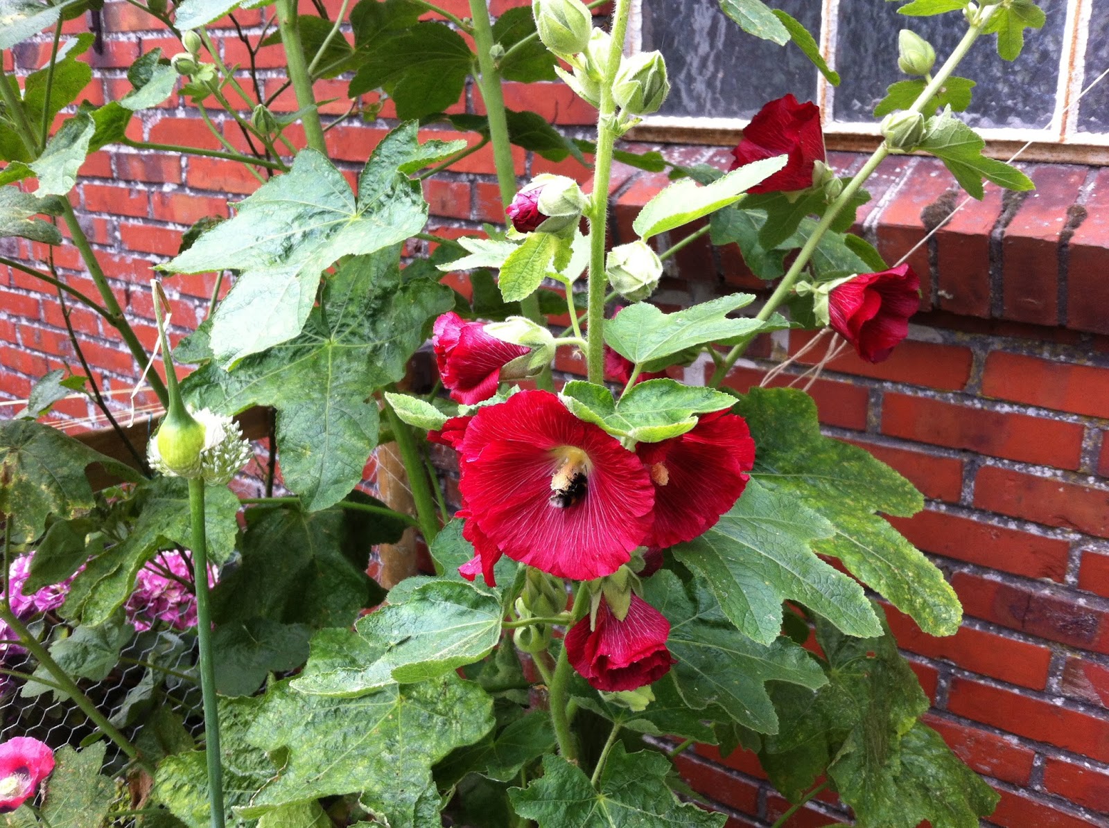 riaasmoestuin: Stokrozen rood en rose