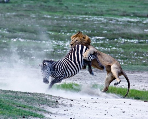 Cool Photo Pict: Top pics of fighting animals | Animals fighting ...