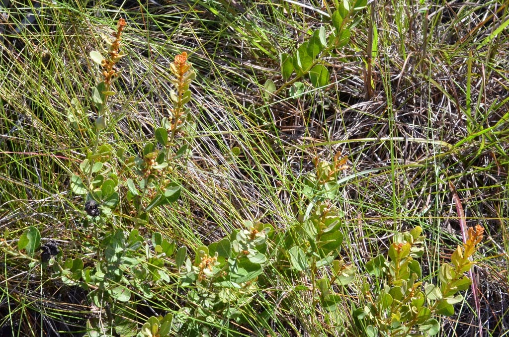 Space Coast Wildflowers: Jordan Scrub Sanctuary, May 13, 2015