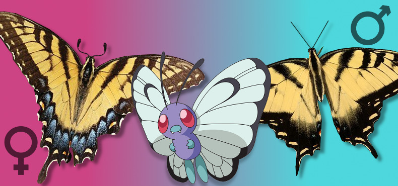 Pokémons na Vida Real - Caterpie | QN