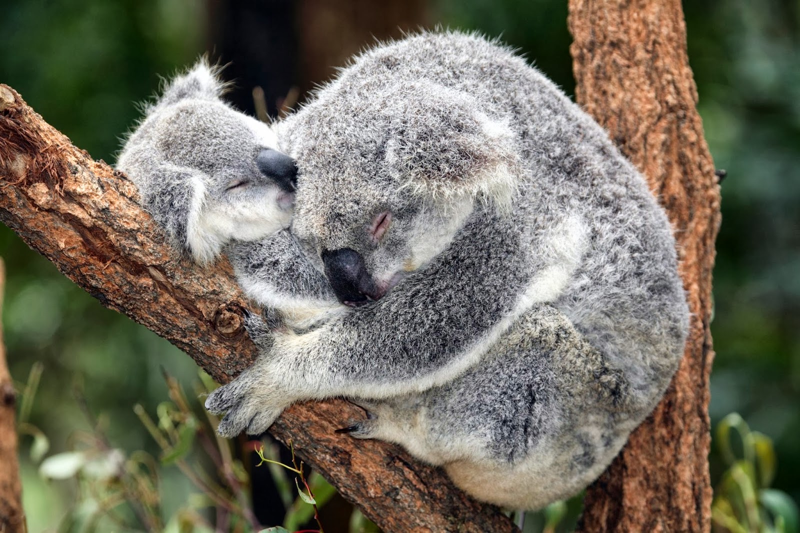 Koalas
