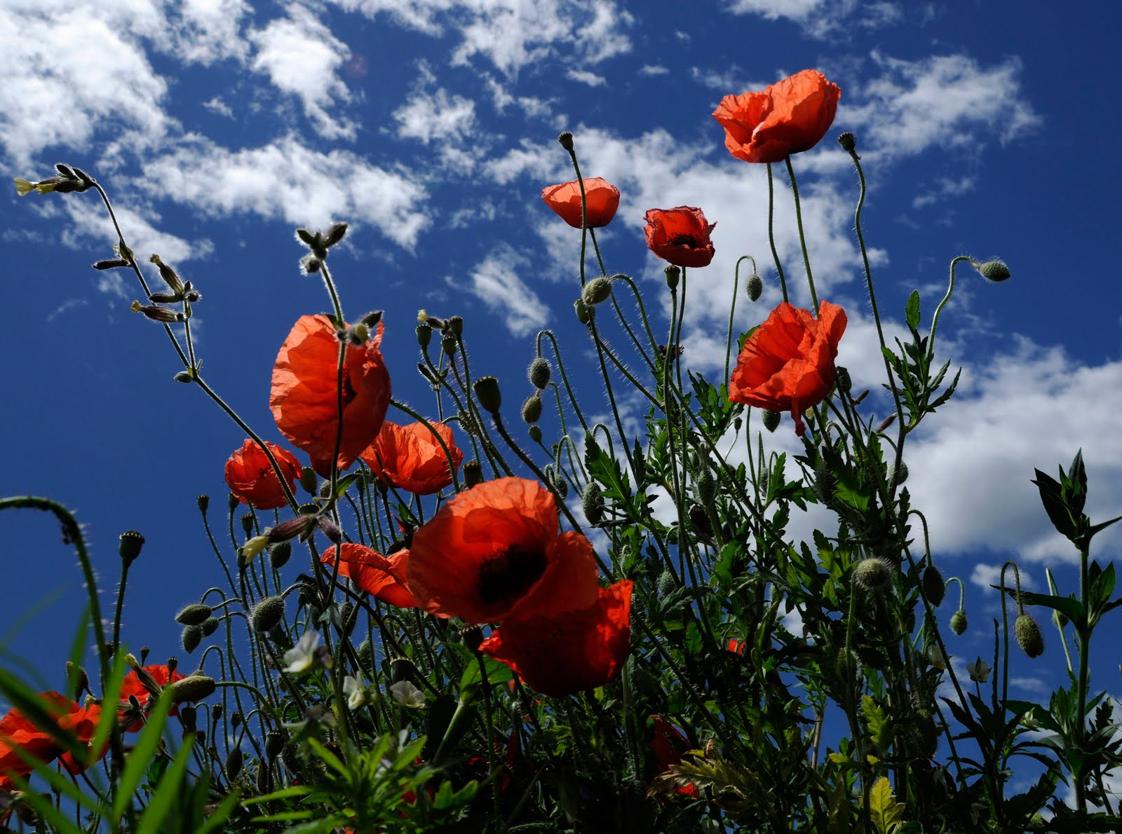 SUNFLOWER: Floarea de Mac