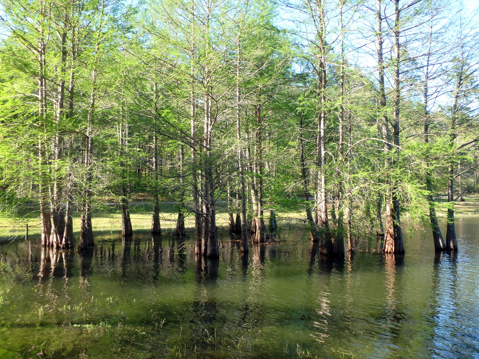 PAMPERED PENGUIN: April 4-6, Open Pond campground , Alabama