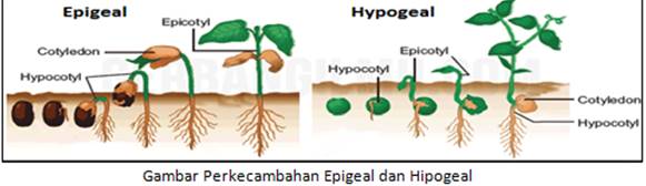 HIPOGEAL DAN EPIGEAL PDF