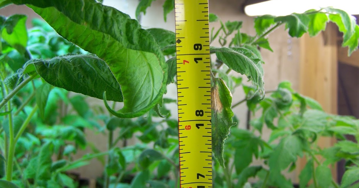 Captive Roots: When to Plant?