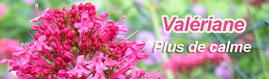 Secret santé des supers aliments: Valériane...Soyons Zen
