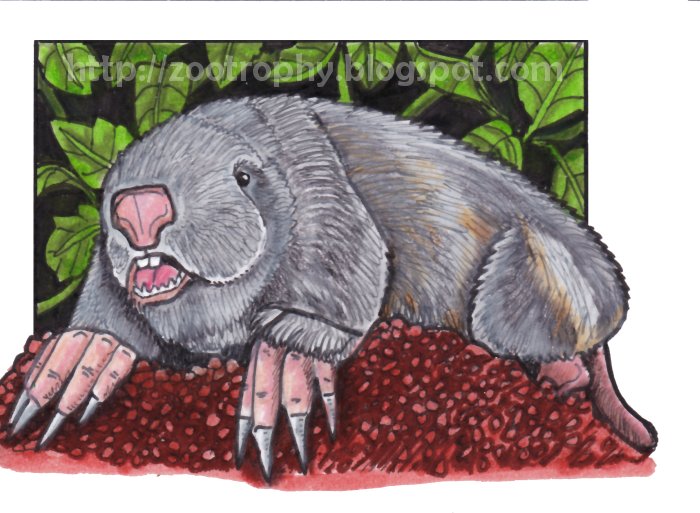 ZooTrophy Animal-a-Day Database: 2016