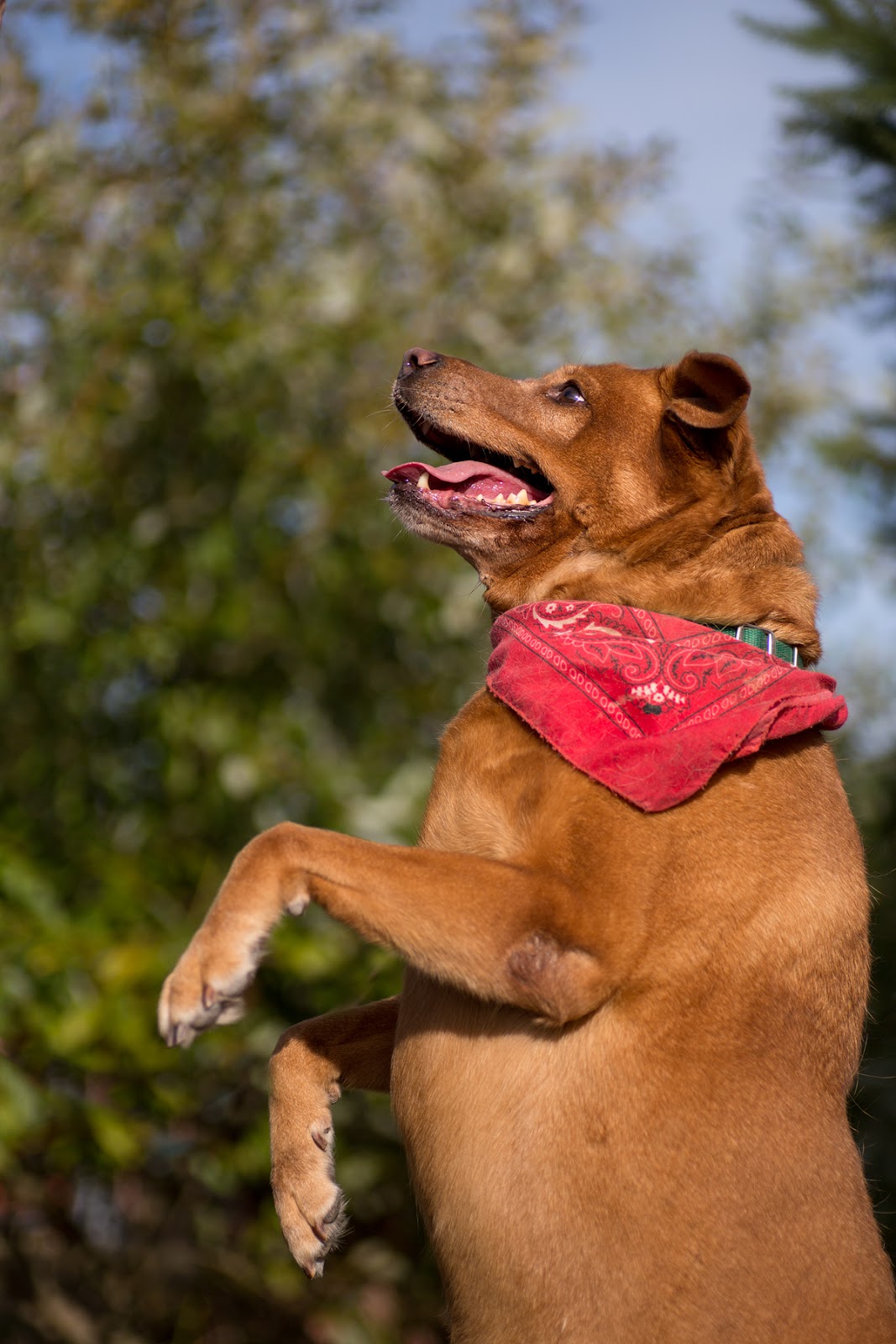 Shelter Dogs of Portland: "BERNADETTE" pretty red Lab mix