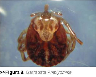 Qfitos: Parásitos hematófagos