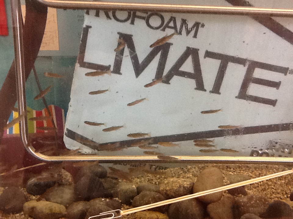 Randerson Ridge Library: Gr. 2's are learning about the salmon life cycle