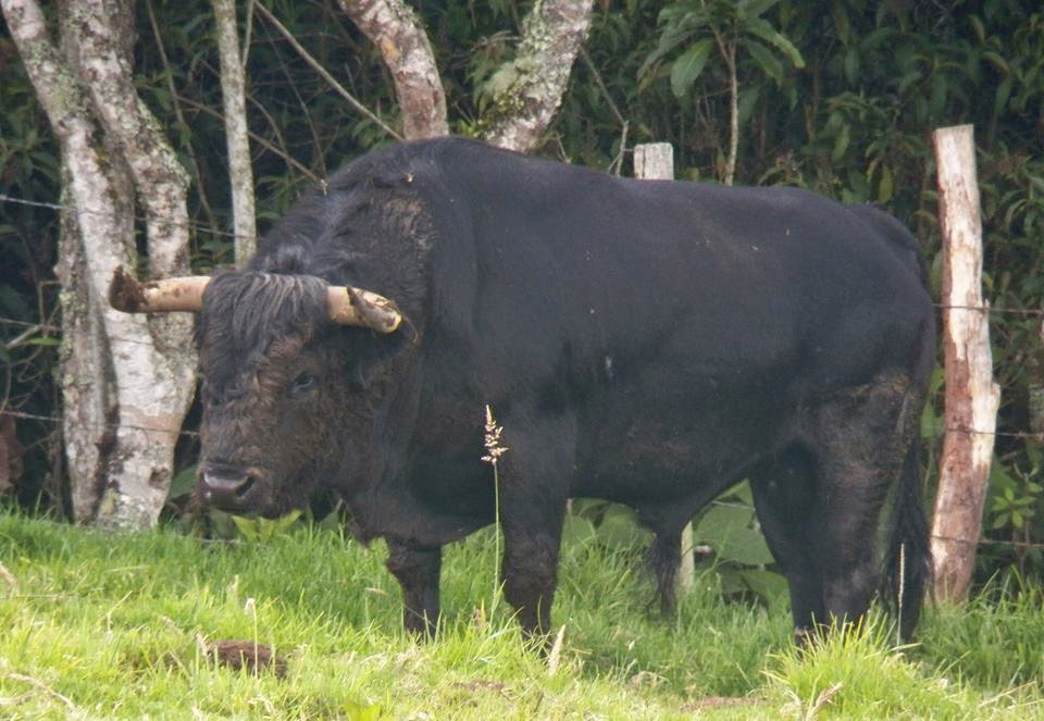 PERÚ TOROS: TOROS DEL HIERRO CAPIRO DE SONSÓN PARA LA FERIA DE CUTERVO 2015