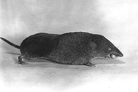 ♥SYANI♥: LEPAS KUCING, TIKUS LA PULAK