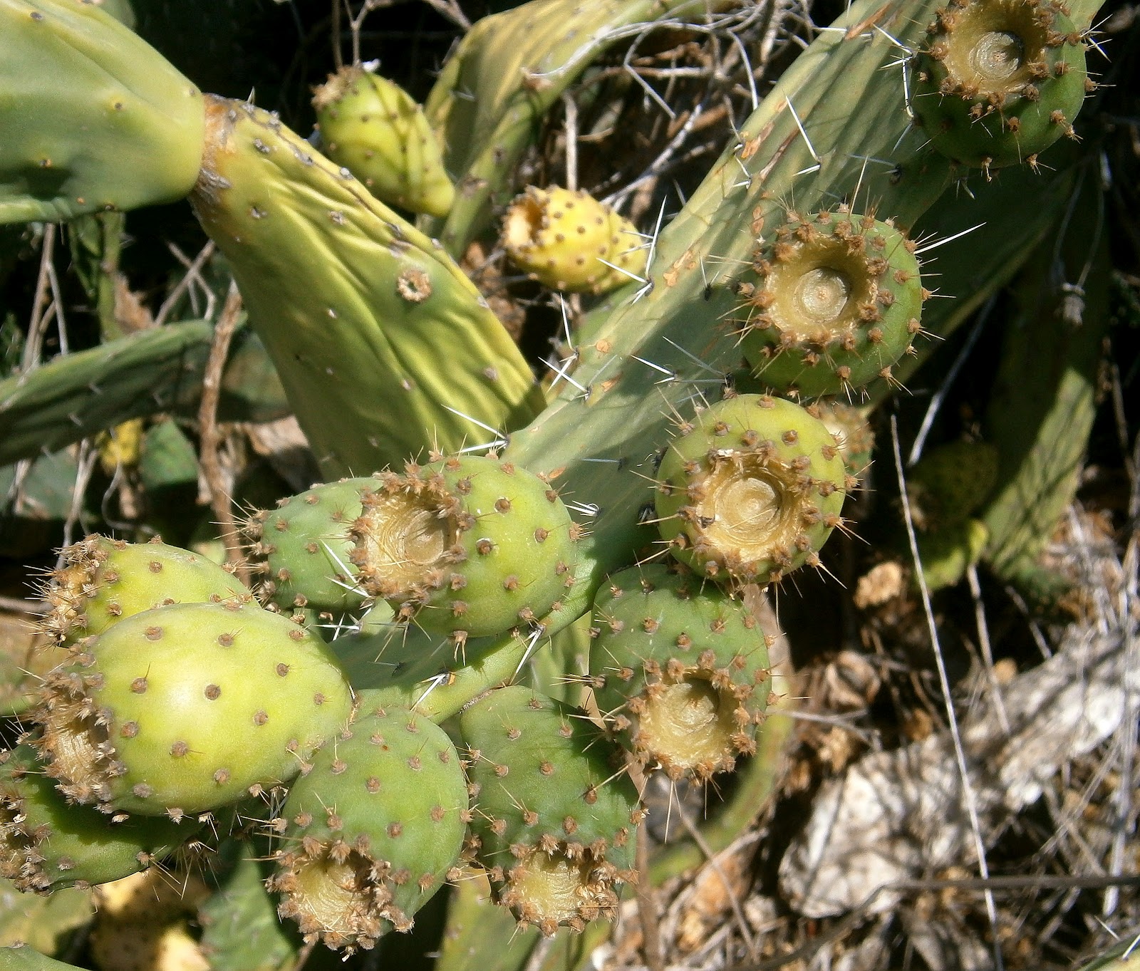 fotográfico: PARA APANHAR TABAIBOS - FAJÃ DA OVELHA - CALHETA (Madeira)