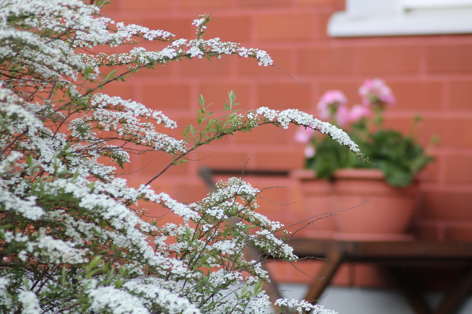 Sarin kotona: Pihalla