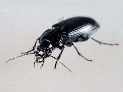 Ground beetle | Facts About All