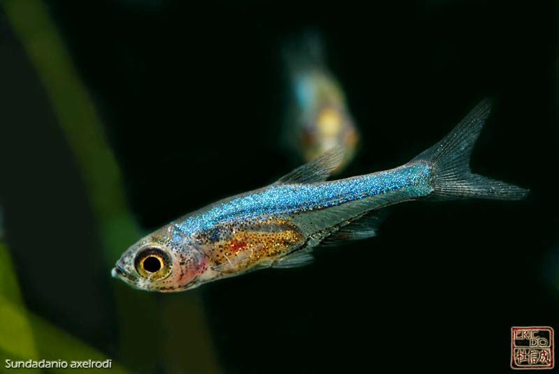 Finatics Tropical Fish : June 2014