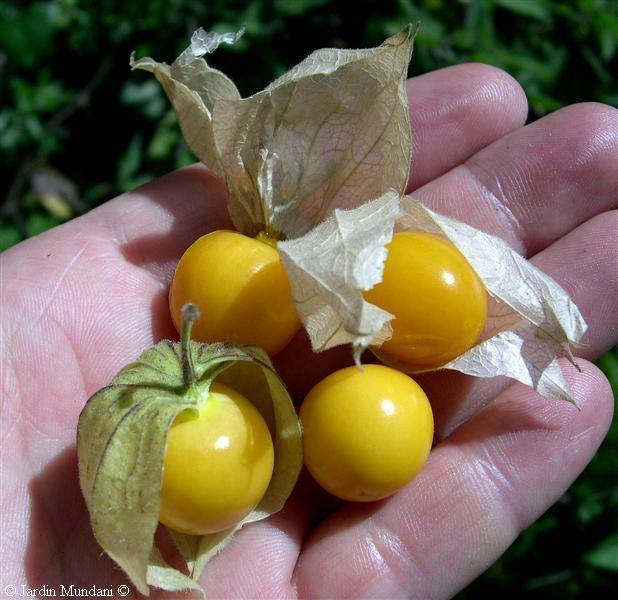 Sangrando en verde: Physalis peruviana: el bombón andino