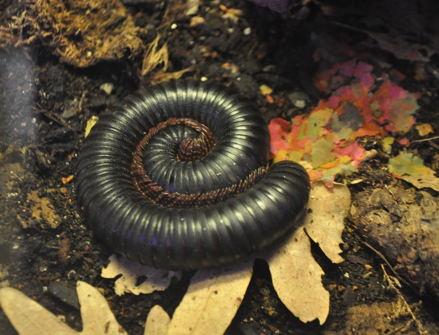 ZOOTOGRAFIANDO (6.100 ANIMALS): MILPIÉS GIGANTE DE COSTA DE MARFIL ...