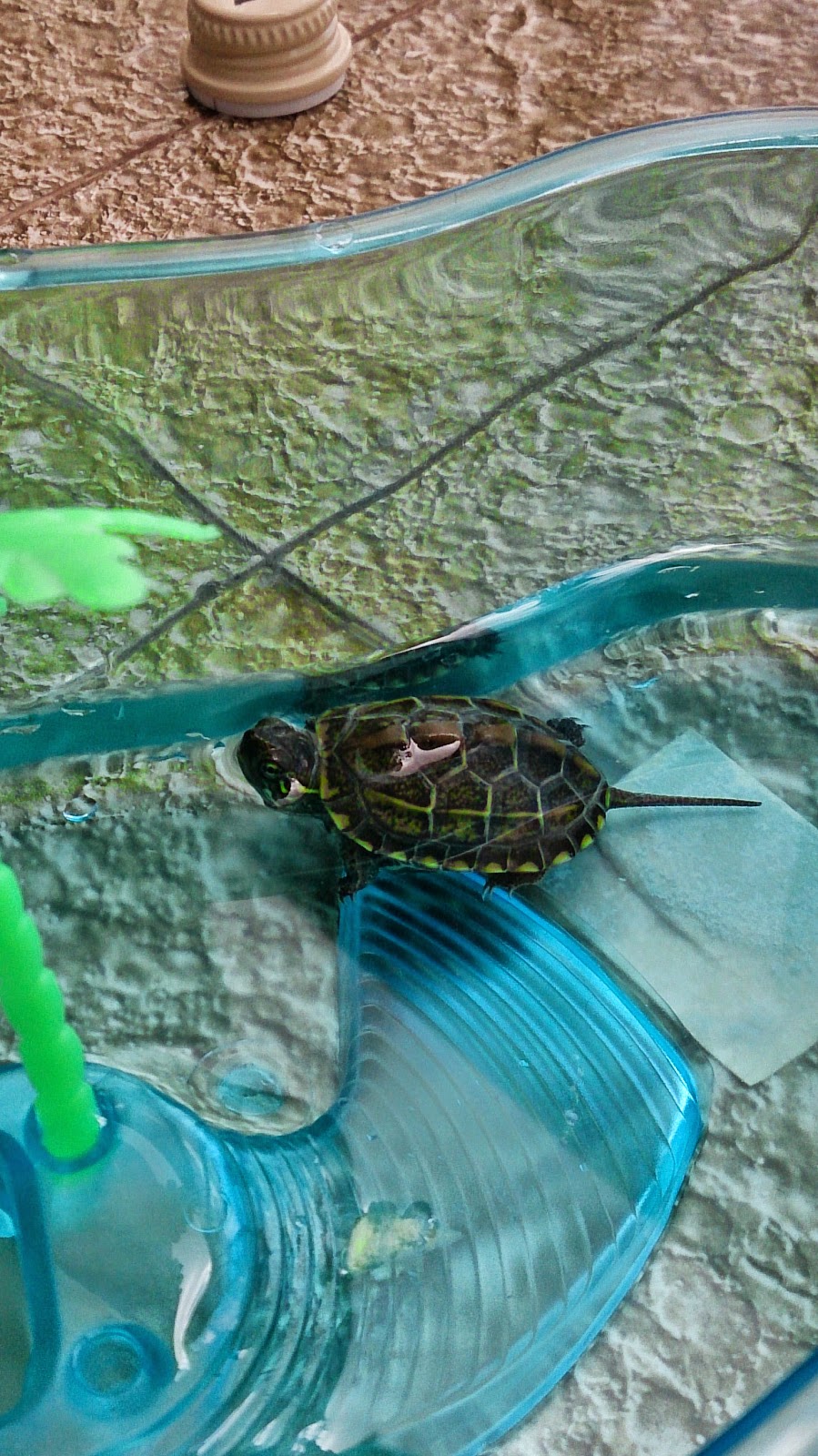 Info. Animales Domésticos: Tortuga china de tres crestas (Chinemys ...