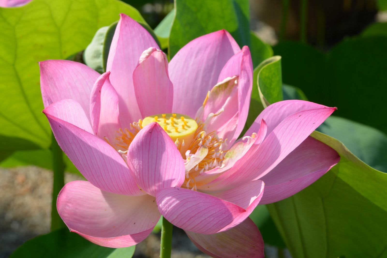 Sarah's English Writing Blog: Lotus flower in Nara