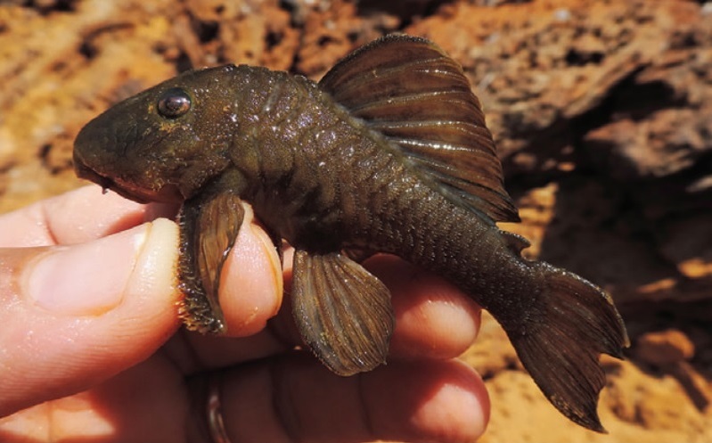 Species New to Science: January 2018