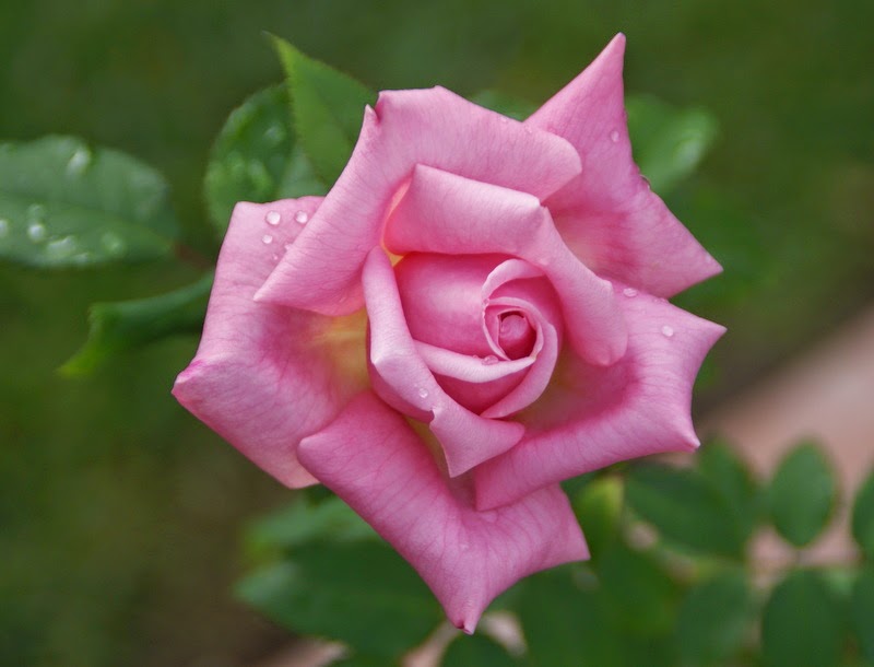 Organic Garden Dreams: October Roses
