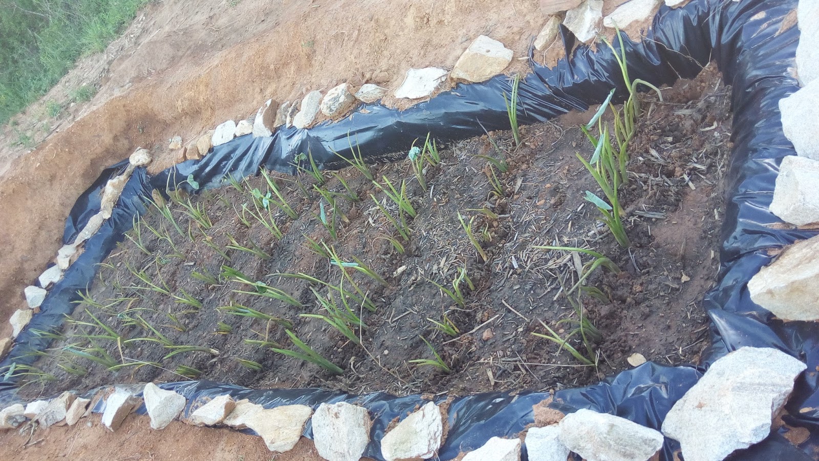 ANDREW NYAMU ONLINE RESOURCE CENTRE : MOIST GARDENS OFFER MUCH NEEDED ...